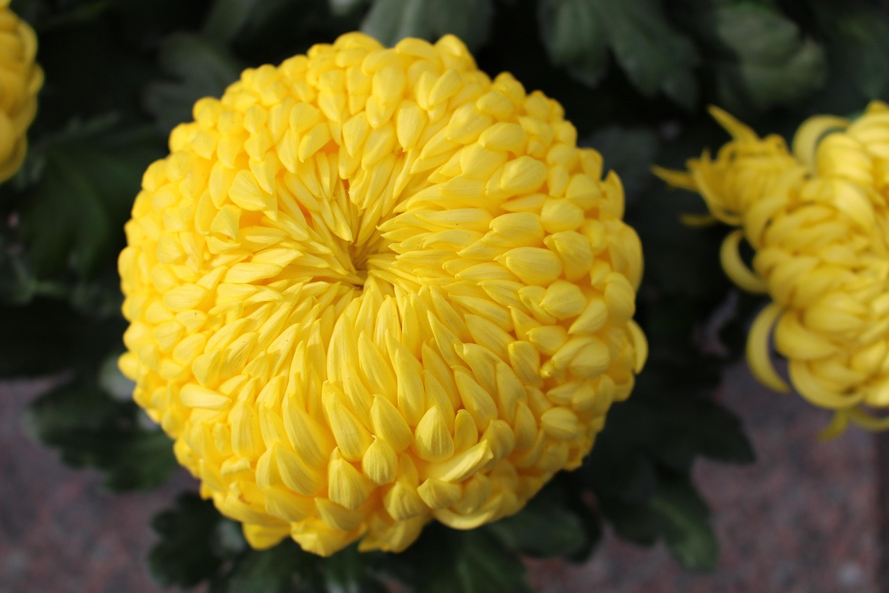 Flor Crisântemos Bloom - Foto gratuita no Pixabay - Pixabay