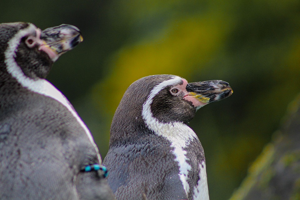 Penguins Birds Beak - Free photo on Pixabay - Pixabay