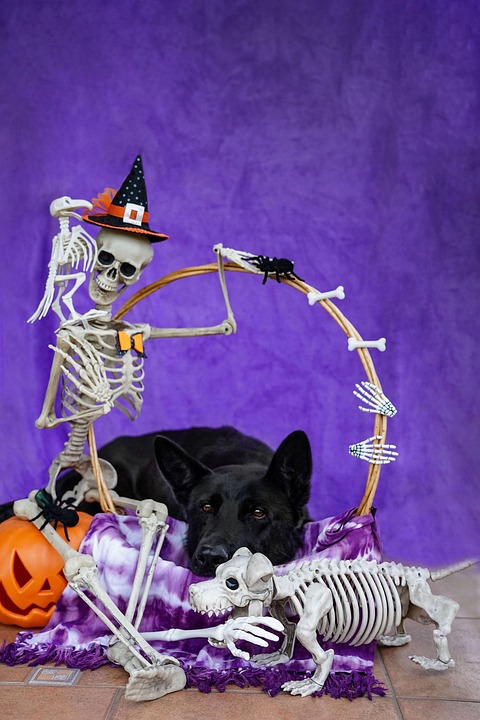 Halloween Dog Bones - Free photo on Pixabay