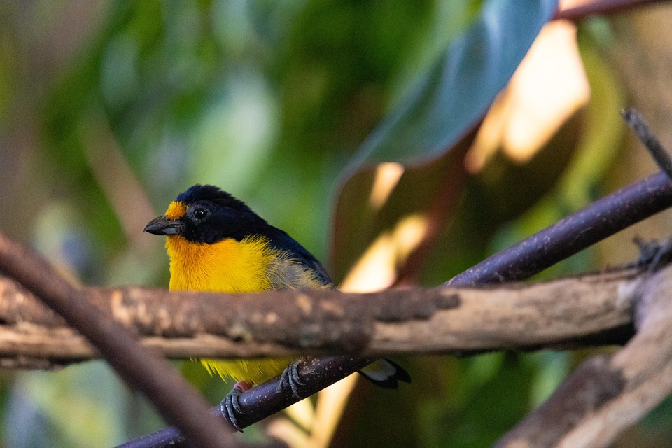 Bird Euphonia Ornithology - Free photo on Pixabay