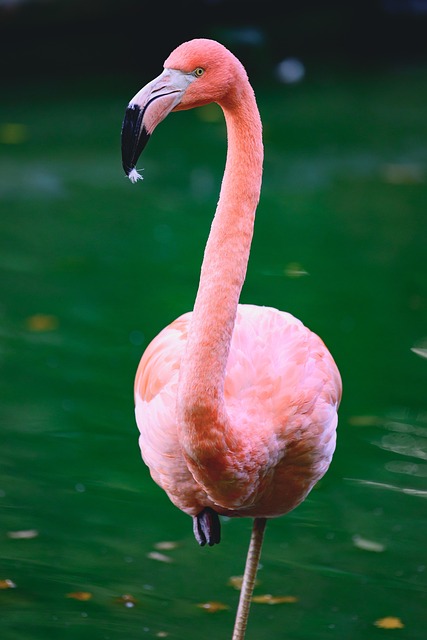 Bird Flamingo Ornithology - Free photo on Pixabay - Pixabay
