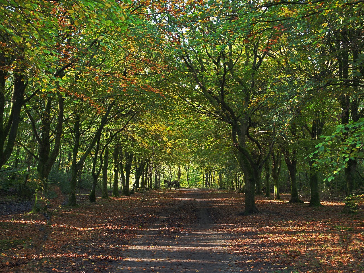Woodland Autumn Nature - Free photo on Pixabay - Pixabay