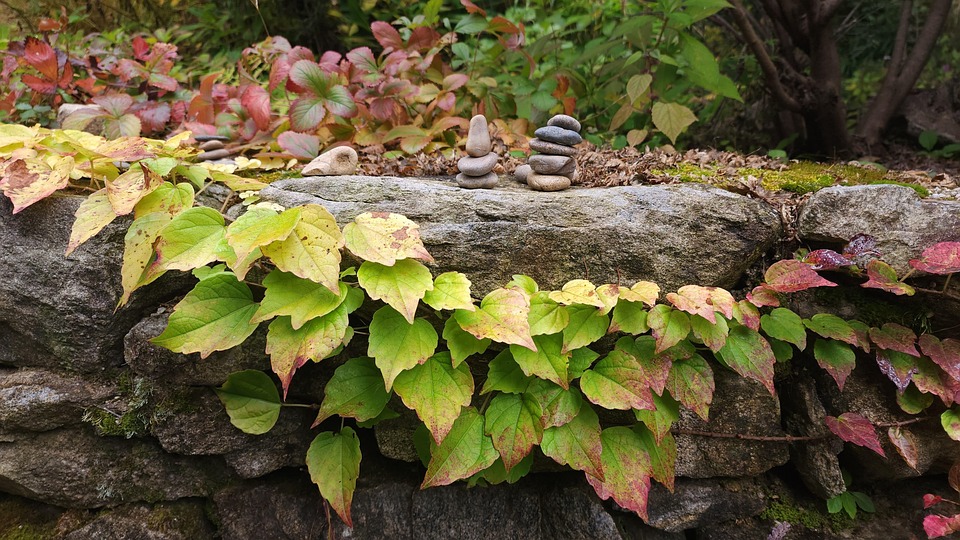 Ivy Dinding Batu Sirap Menara - Foto gratis di Pixabay - Pixabay