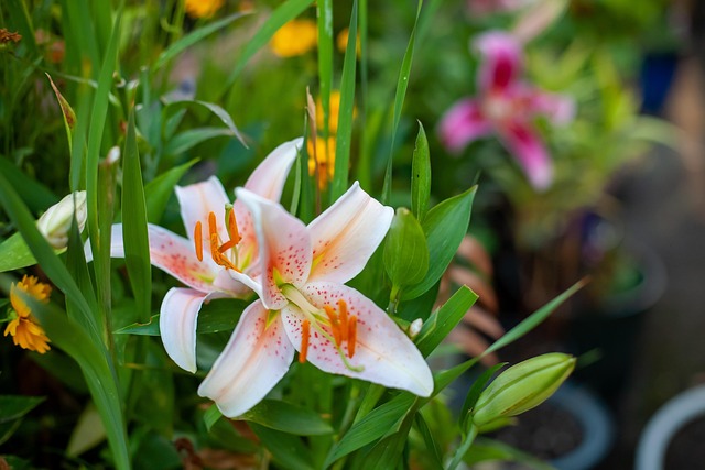 Lily Flower Free Photo On Pixabay Pixabay 8937