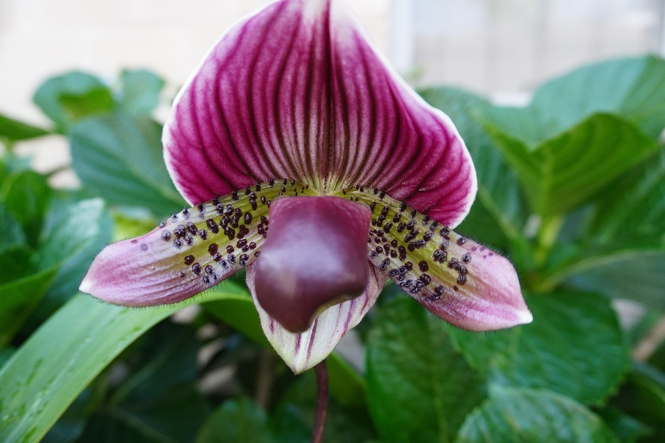 Nature Orchidée Pantoufle - Photo gratuite sur Pixabay - Pixabay