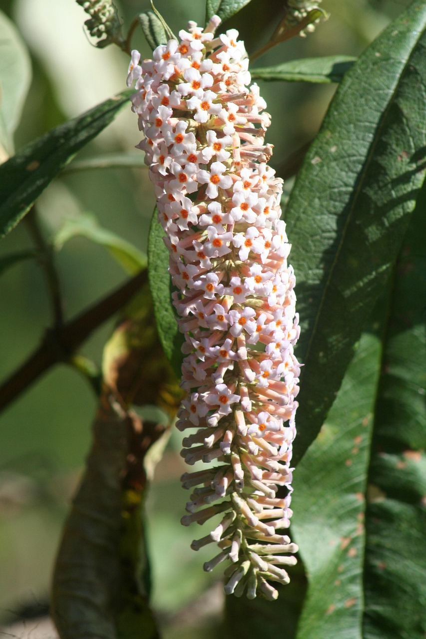 Long Spiked Butterfly Bush - Free photo on Pixabay - Pixabay