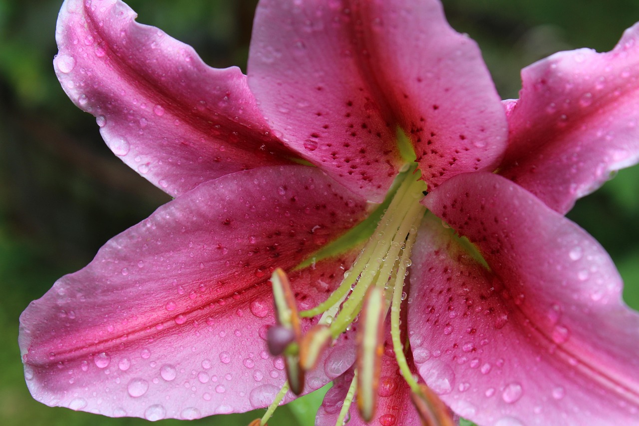 Lilja Blomma Regn - Gratis foto på Pixabay - Pixabay