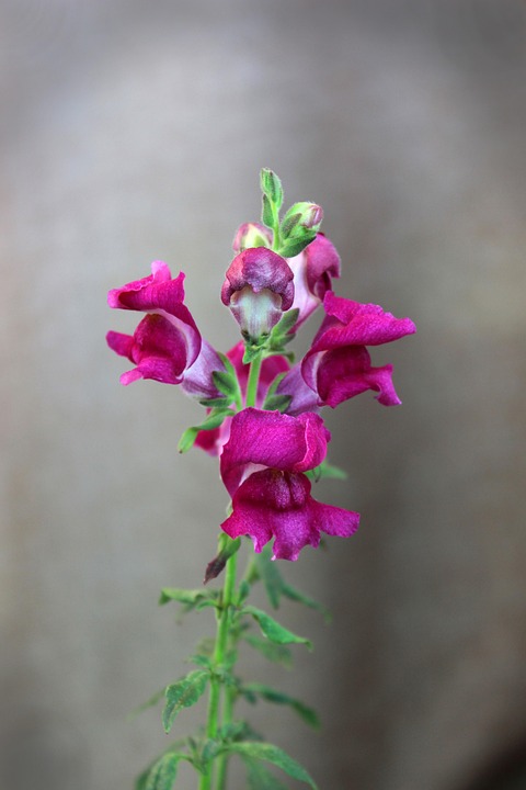 Snapdragon Flower Plant - Free photo on Pixabay - Pixabay