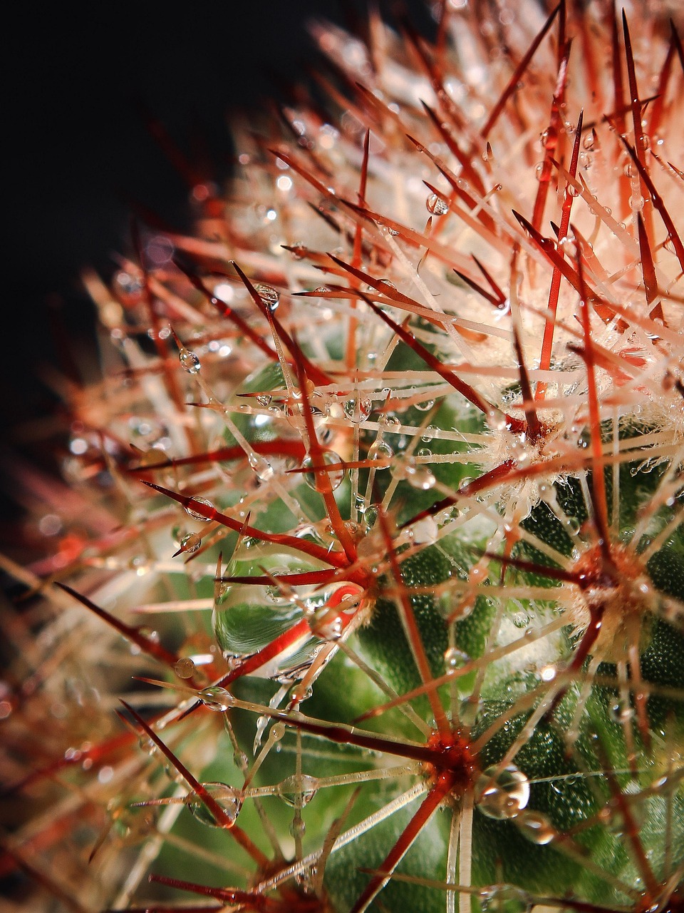 Page 47 - 7,000+ Cactus Pictures & Images [HD] - Pixabay