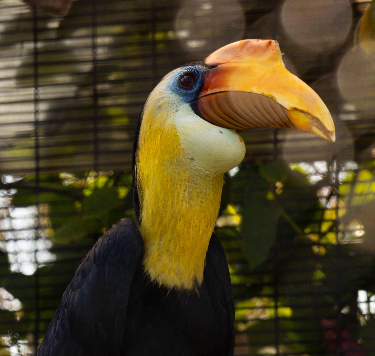 Cálao Arrugado Pájaro - Foto gratis en Pixabay - Pixabay