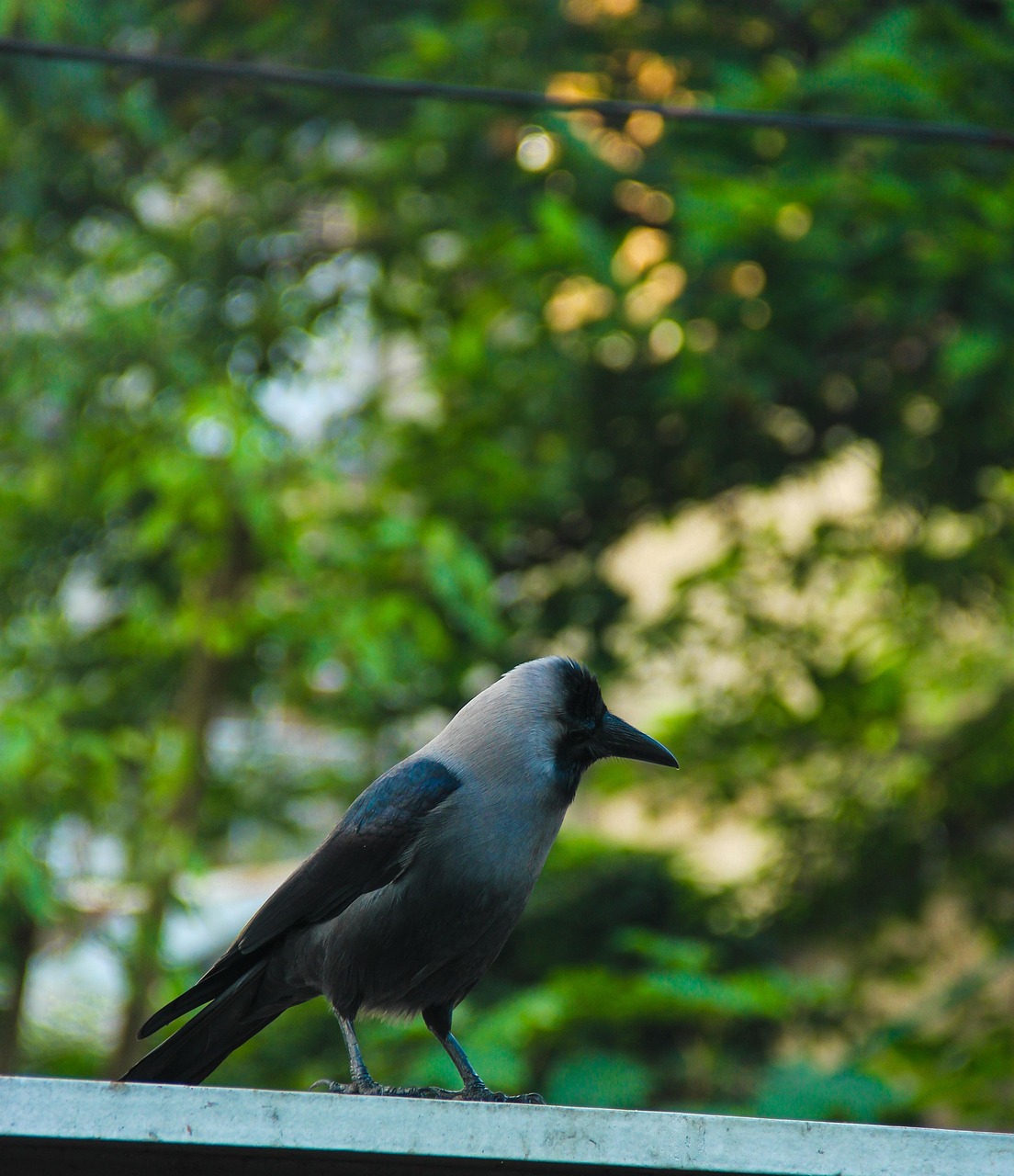 Animal Bird Crow - Free photo on Pixabay - Pixabay