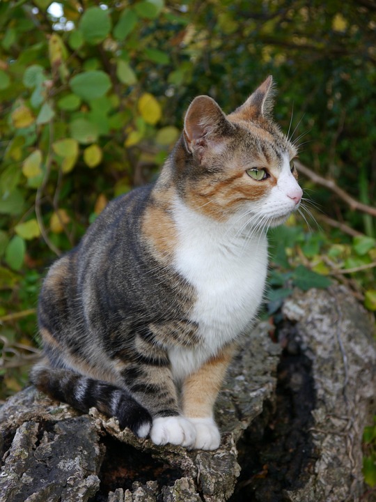 Cat Félin National - Photo gratuite sur Pixabay - Pixabay