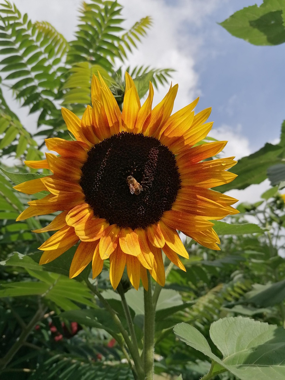 Sunflower Bee Flower Close - Free photo on Pixabay - Pixabay