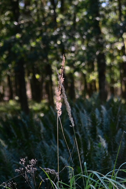 Forest Nature Grass - Free photo on Pixabay - Pixabay