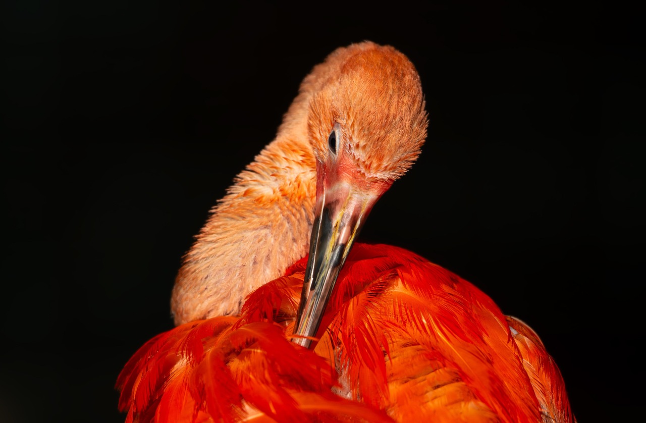 Guará Íbis Vermelho Com - Foto gratuita no Pixabay - Pixabay