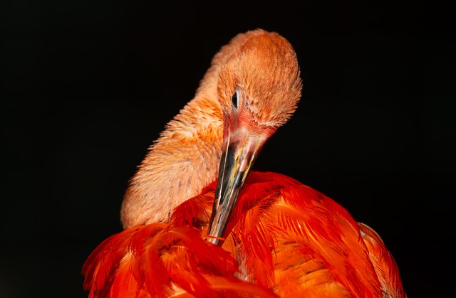 Scharlachsichler Roter Ibis Rot - Kostenloses Foto auf Pixabay - Pixabay