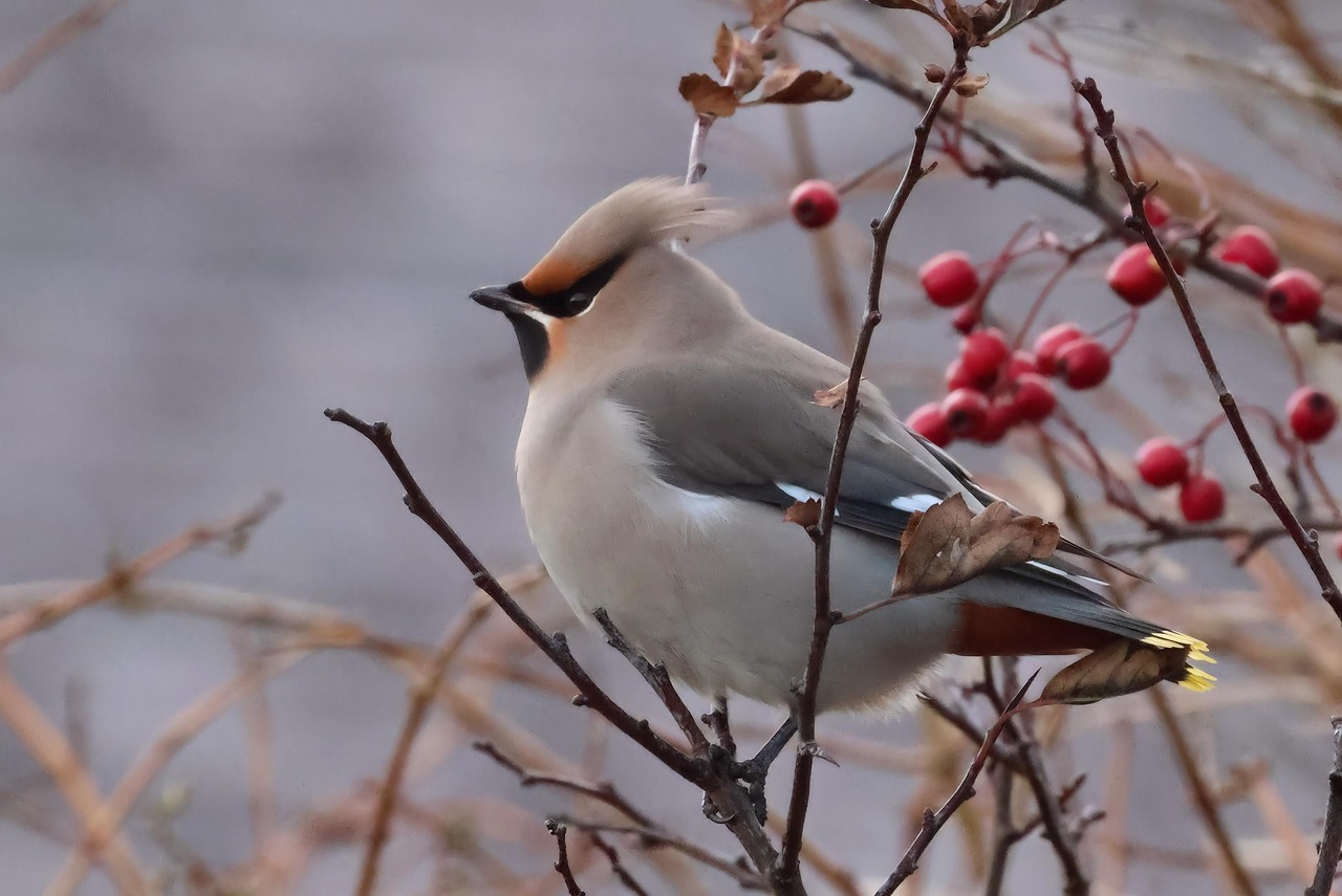 Waxwing Bird Animal - Free photo on Pixabay - Pixabay
