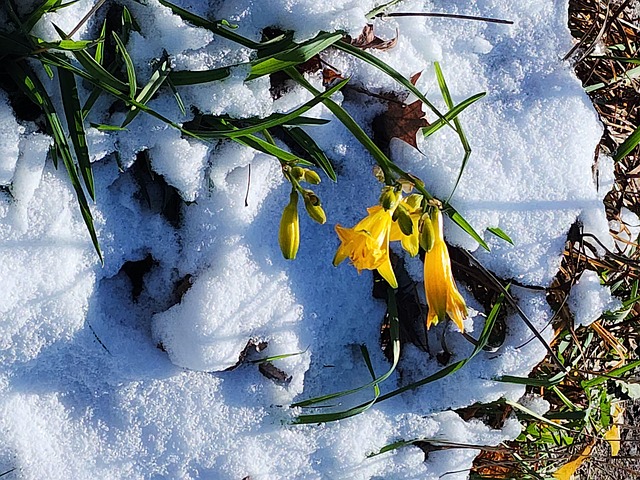 Yellow Snow Daylilly - Free photo on Pixabay - Pixabay