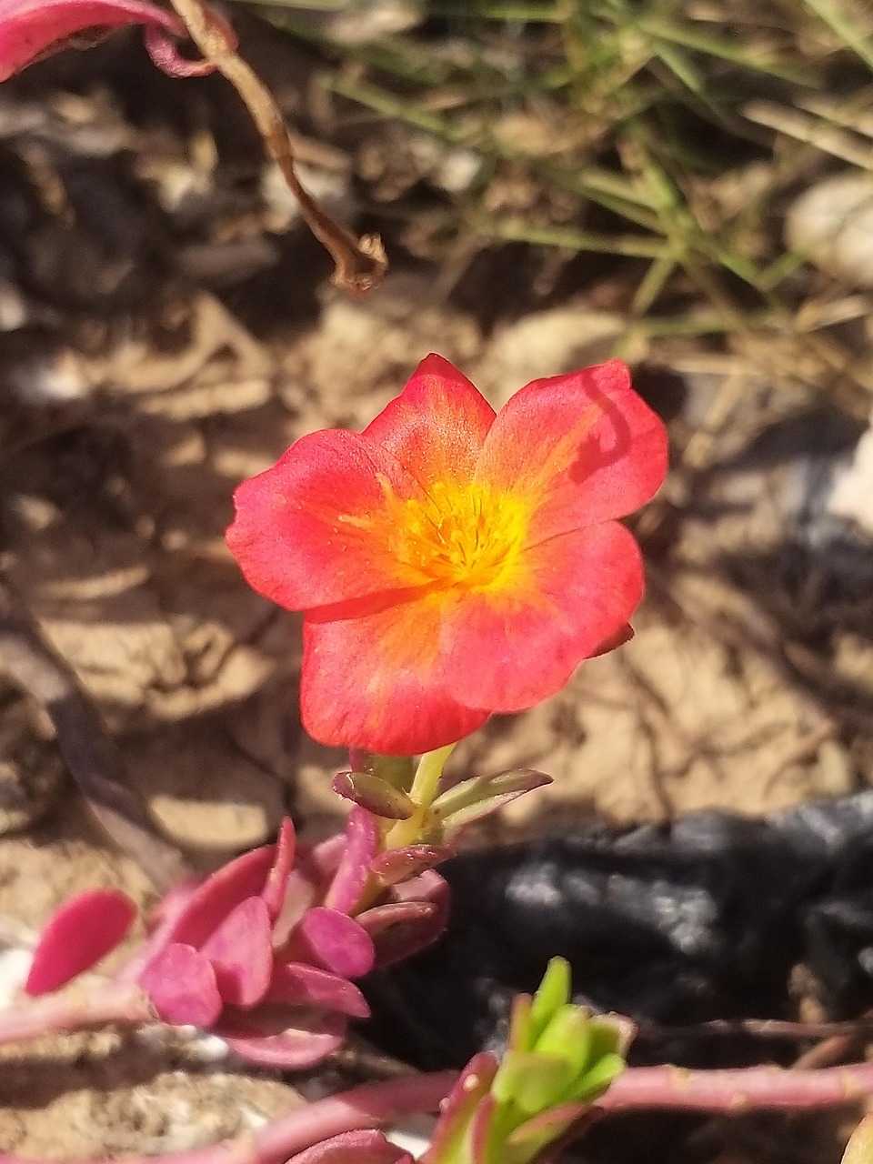 Flower Red Orange - Free photo on Pixabay - Pixabay