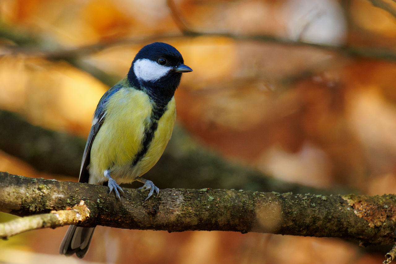 Pájaro El Animal Naturaleza - Foto gratis en Pixabay