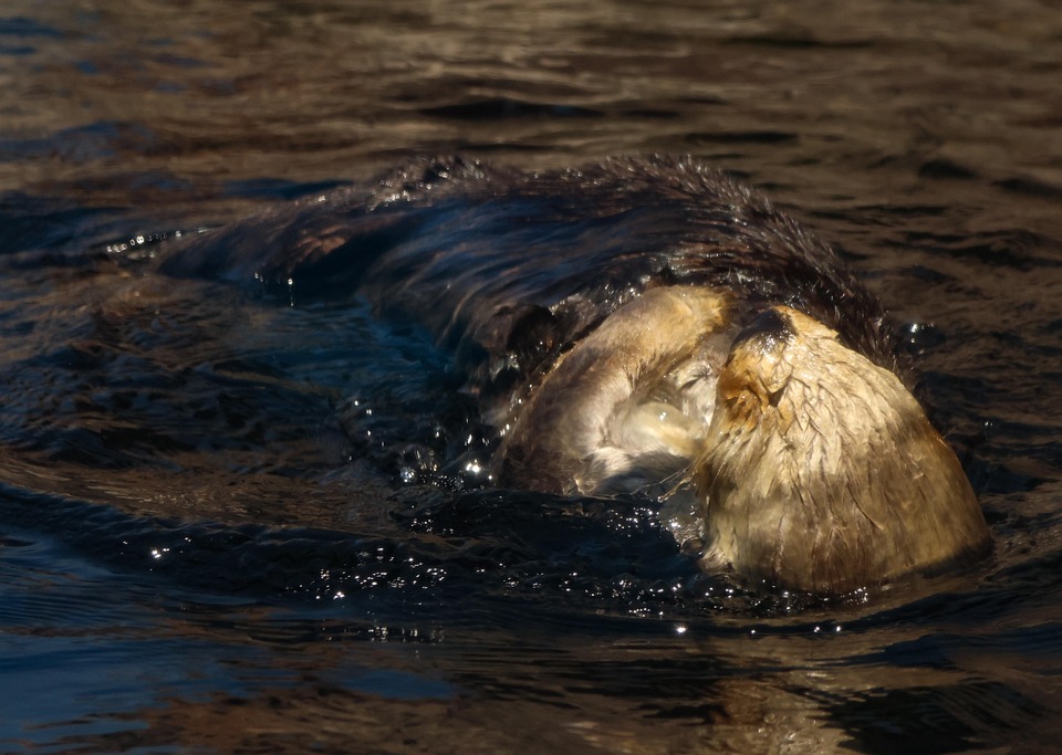 Sea Otter Natur - Kostenloses Foto auf Pixabay - Pixabay