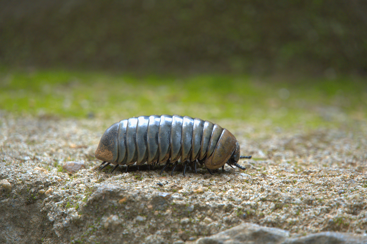 La Photographie Nature Insecte - Photo gratuite sur Pixabay - Pixabay