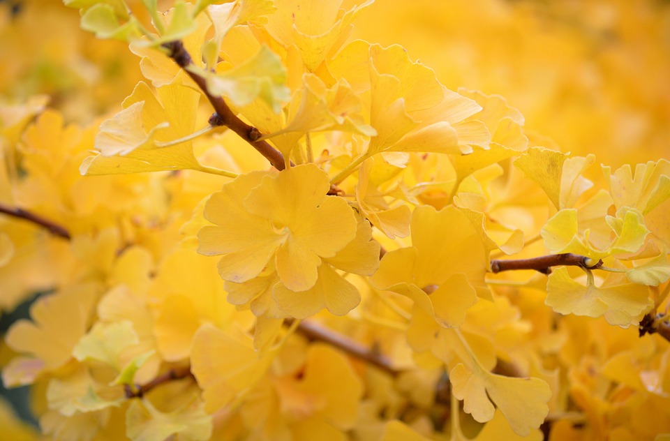 Ginkgo Biloba Gingko Otoño Sale - Foto gratis en Pixabay - Pixabay