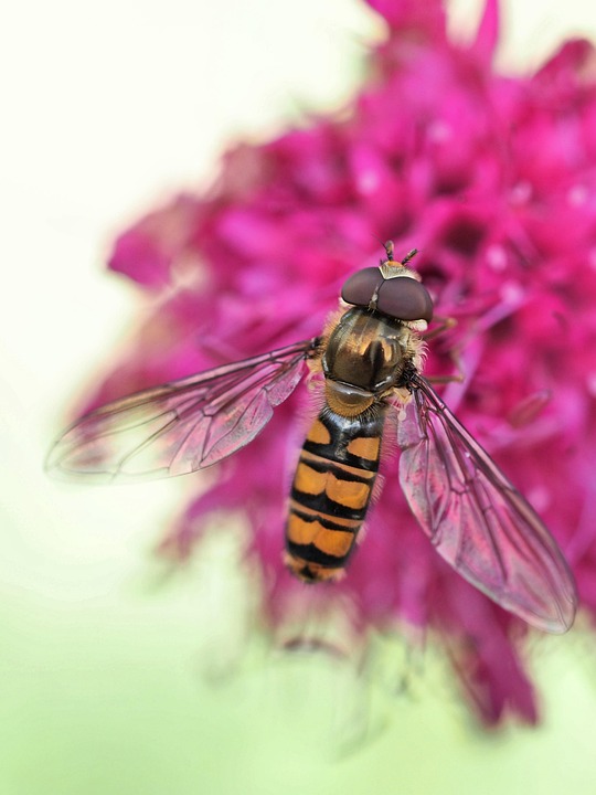 Insect Hover Fly - Free photo on Pixabay - Pixabay