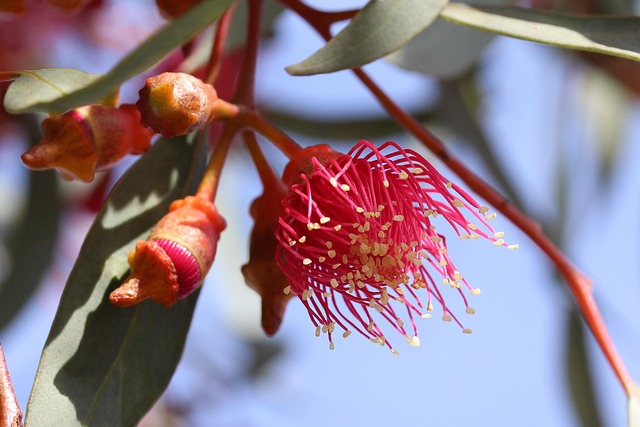 Eucalipto Torquata Flor Botões - Foto gratuita no Pixabay - Pixabay