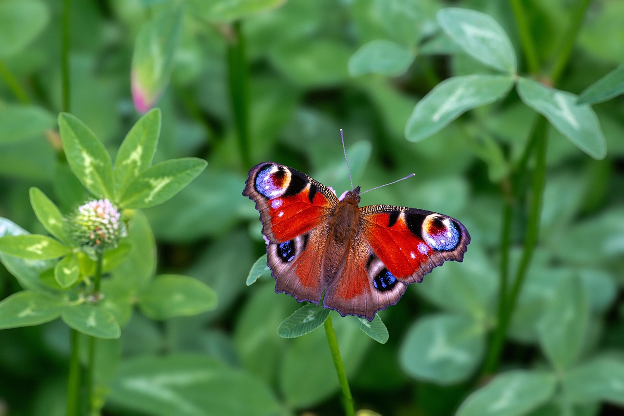 Butterfly Springtime Environment - Free photo on Pixabay - Pixabay