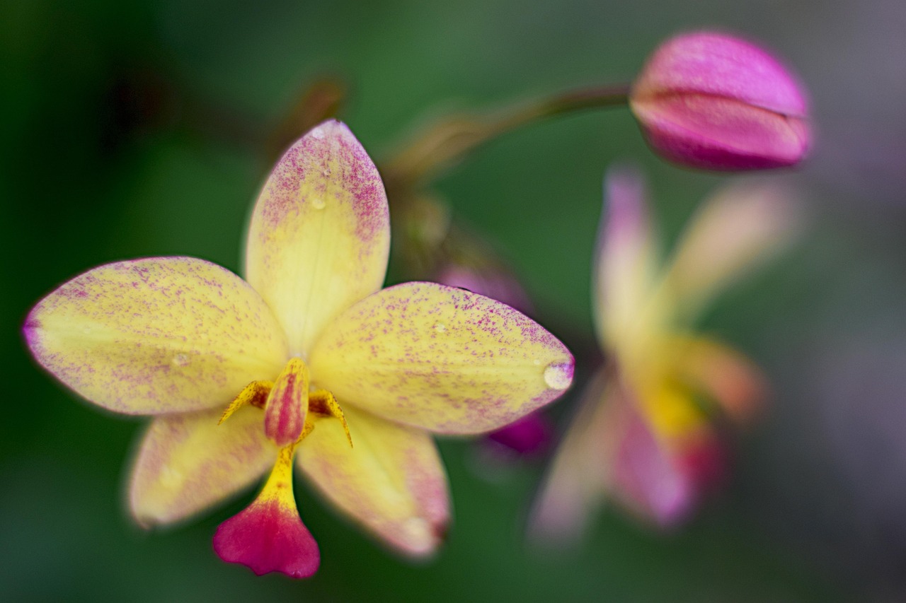 Orchidée De Terre Fleur Flore - Photo gratuite sur Pixabay - Pixabay