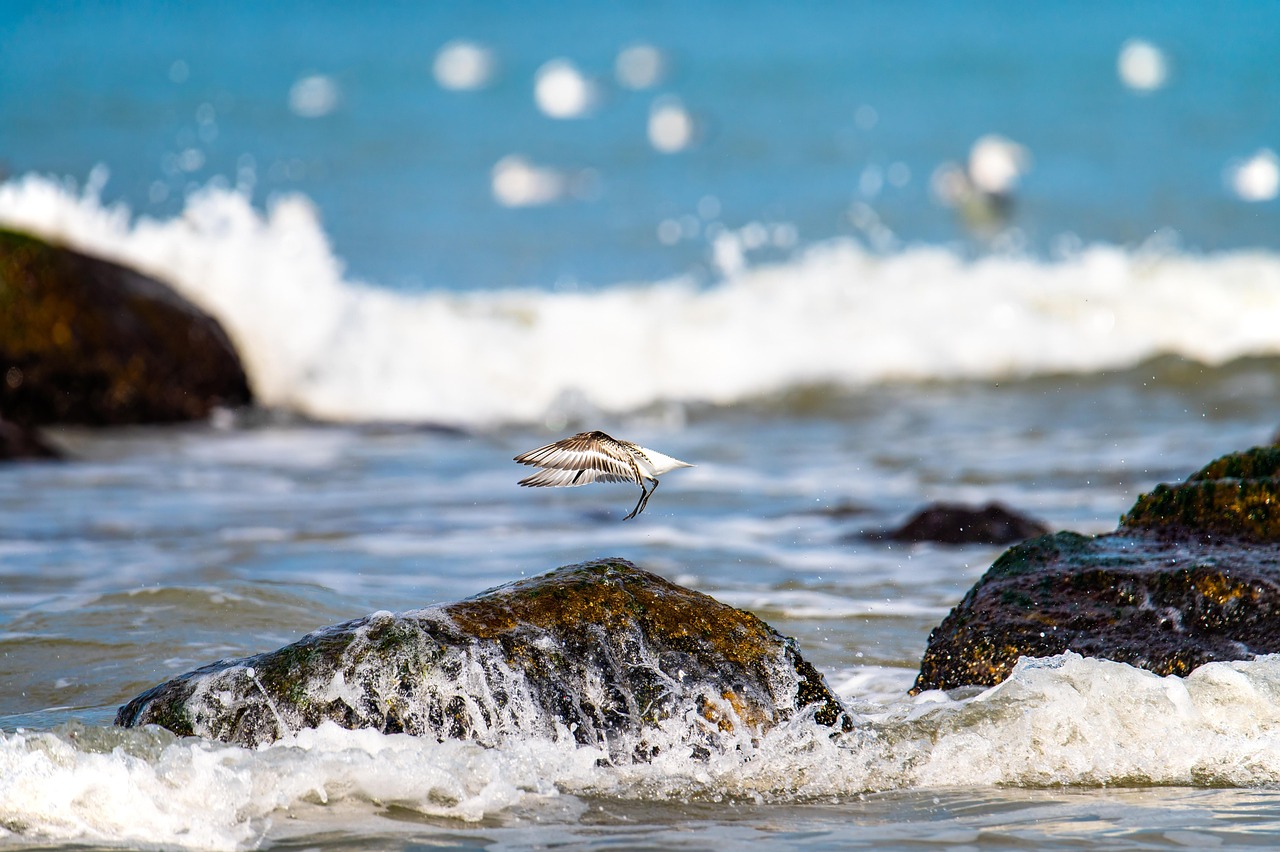 200+ Free Sandpiper & Nature Images - Pixabay