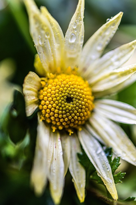 Common Daisy Withered - Free photo on Pixabay - Pixabay