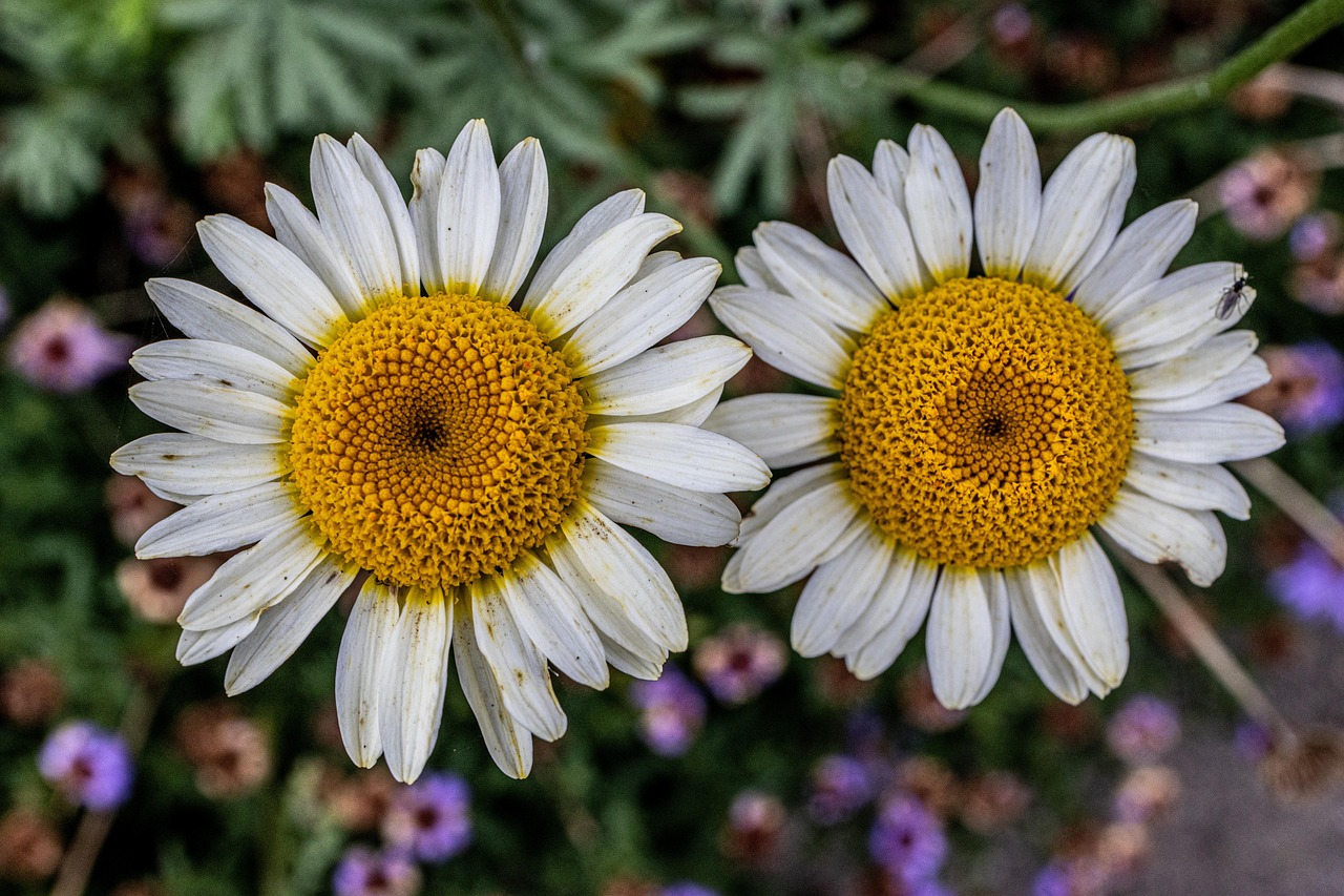 Margaridas Comuns - Foto gratuita no Pixabay - Pixabay
