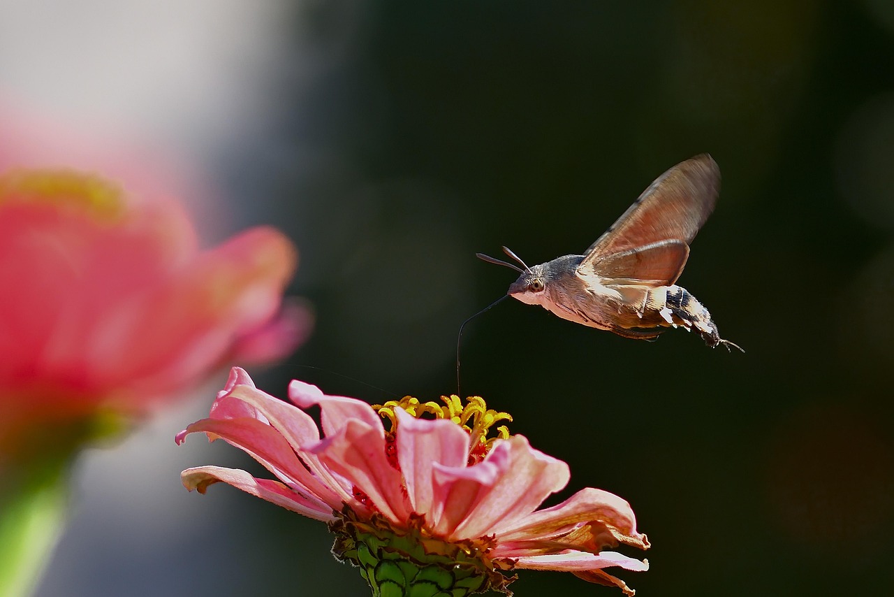 Hummingbird Hawk Moth Insect Free Photo On Pixabay Pixabay