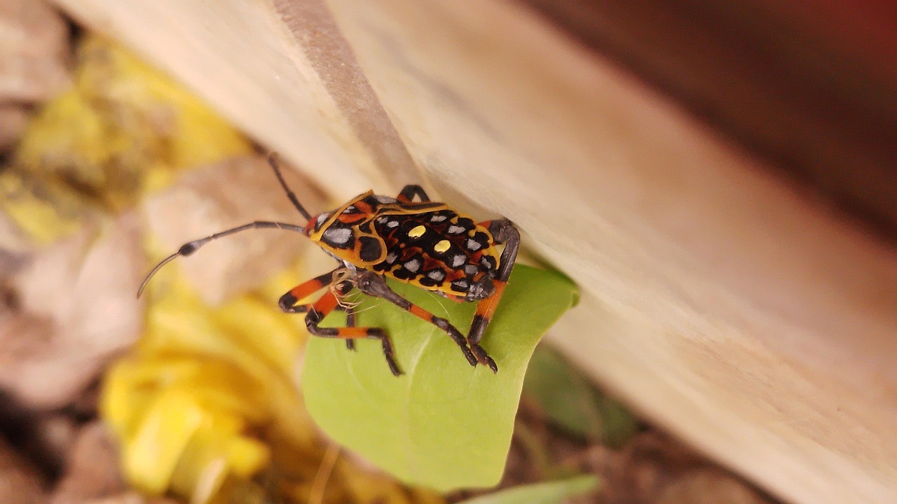 Thasus Neocalifornicus Insect - Free photo on Pixabay - Pixabay