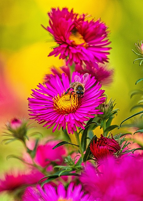 Bunga Bunga-Bunga Merah Muda - Foto gratis di Pixabay - Pixabay