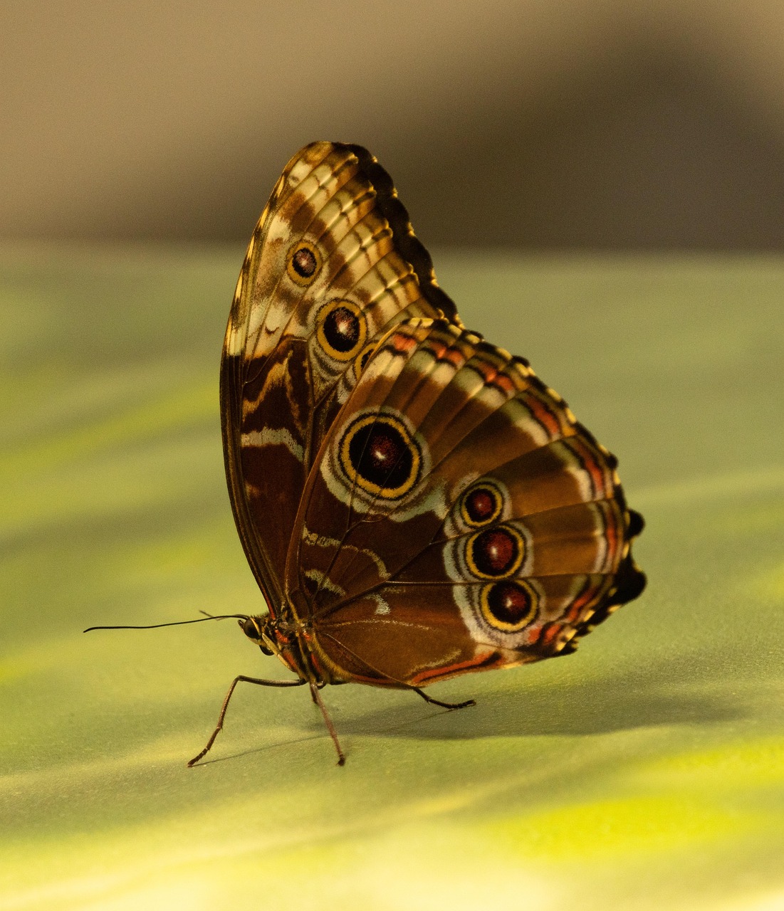 Butterfly Common Morpho Insect - Free photo on Pixabay - Pixabay