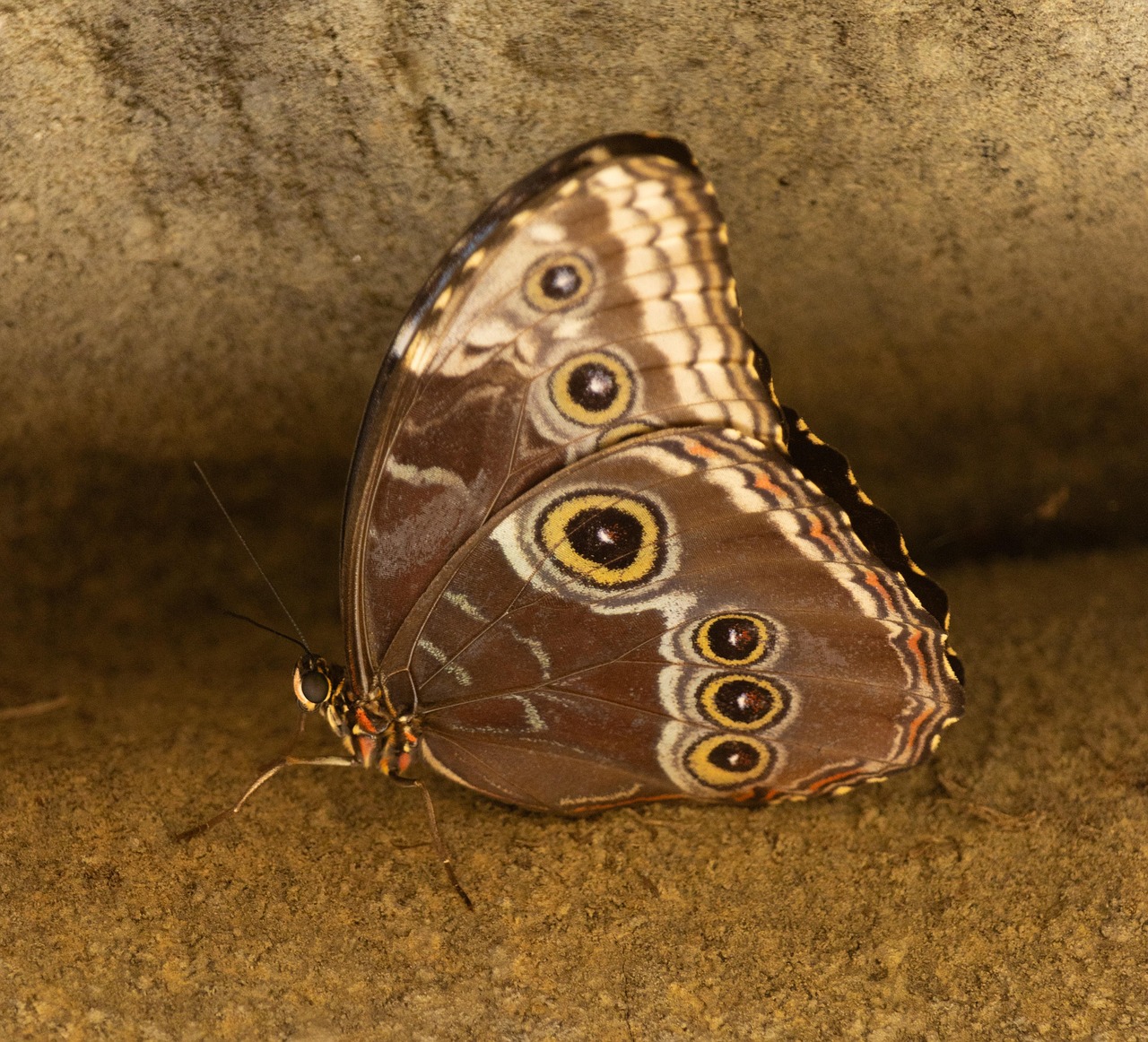 Morpho Peleides Butterfly Nature - Free photo on Pixabay - Pixabay