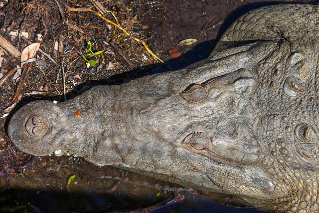 Croco Crocodile Alligator - Photo gratuite sur Pixabay - Pixabay