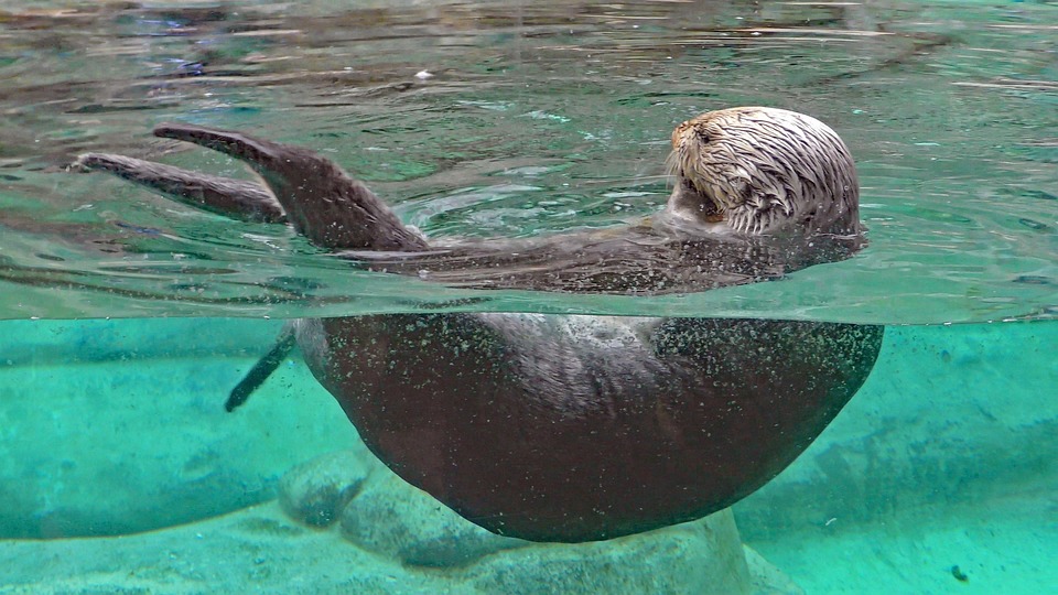 Sea Otter Tier Baden - Kostenloses Foto auf Pixabay - Pixabay