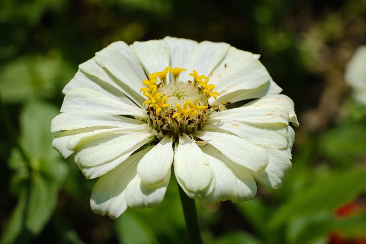Bunga Alam Kebun - Foto gratis di Pixabay - Pixabay