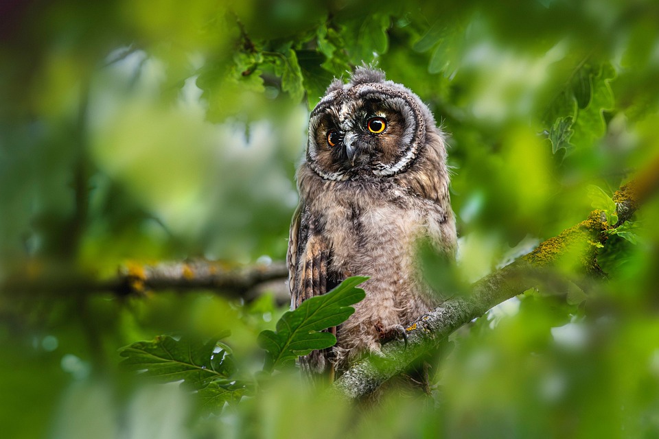 Owl Bird Long-Eared - Free photo on Pixabay - Pixabay