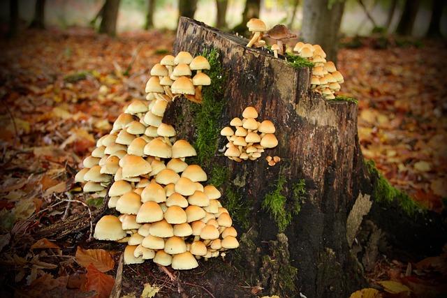 Mushrooms Fall Forest - Free photo on Pixabay - Pixabay