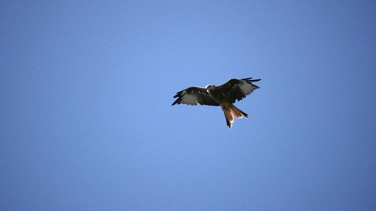 Royal Milan Bird Raptor - Free photo on Pixabay - Pixabay