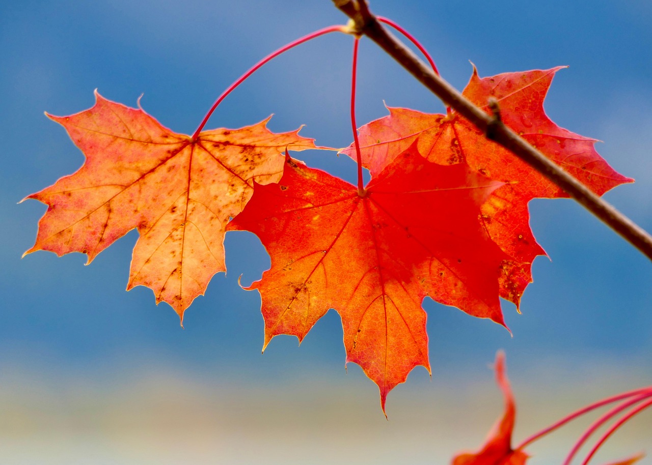Leaves Foliage Branch - Free photo on Pixabay - Pixabay