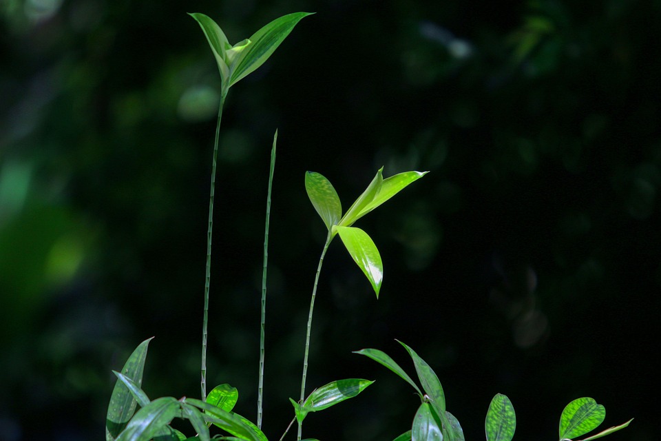 Plantes Nature Vert - Photo gratuite sur Pixabay - Pixabay