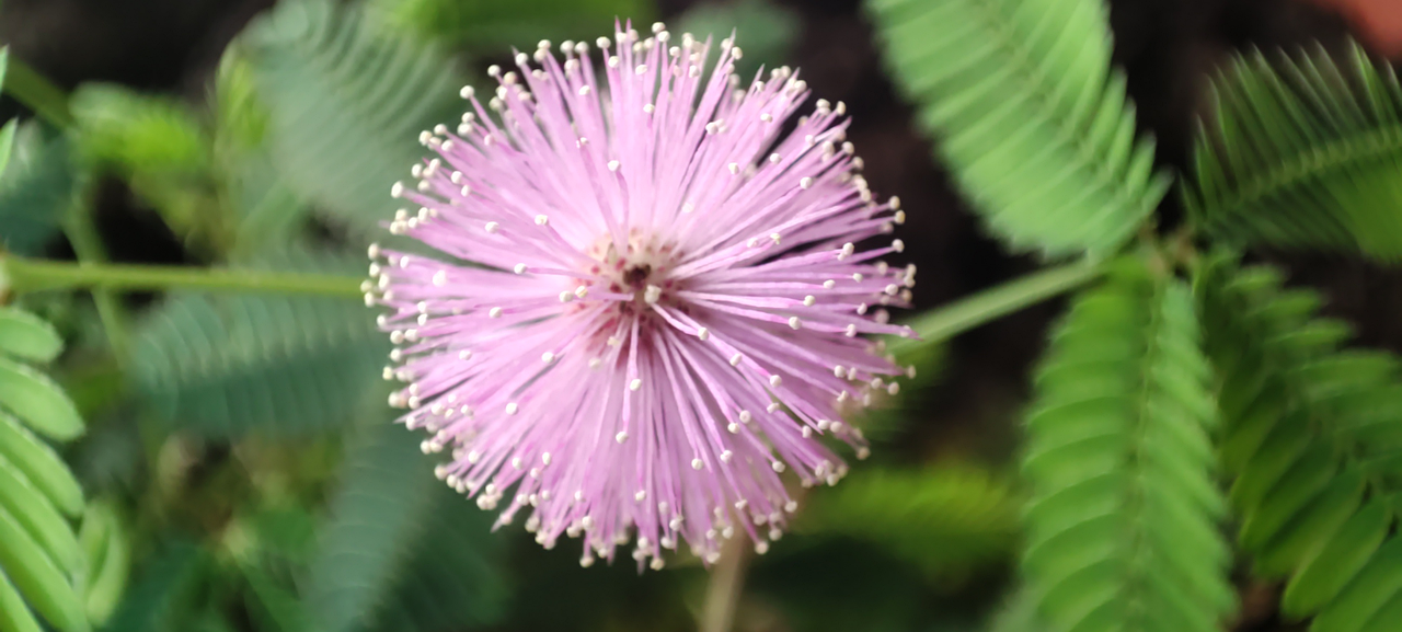 Mimosa Violeta Flor - Foto gratuita no Pixabay - Pixabay