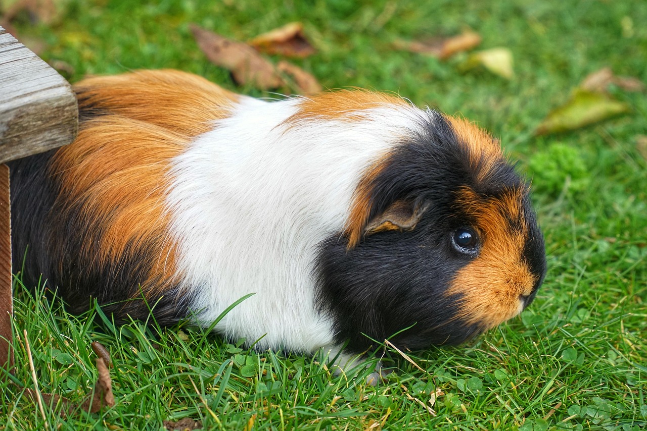 Guinea Pig Rodent Meadow - Free photo on Pixabay - Pixabay