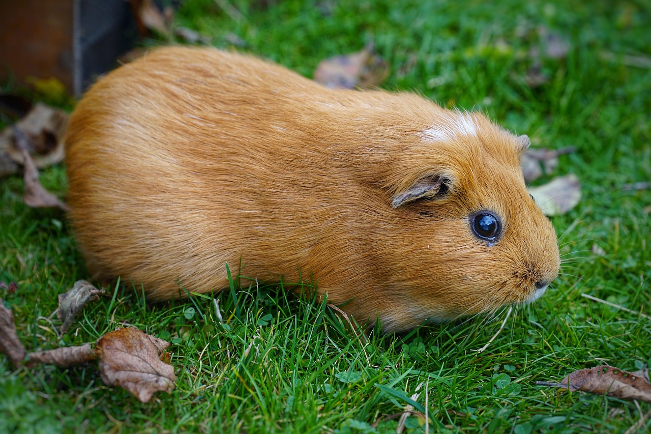 Guinea Pig Rodent Meadow - Free photo on Pixabay - Pixabay